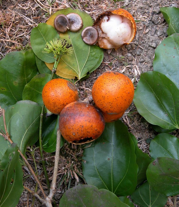 Kupilu Nux vomica benefits, uses - Ayurvedic Treatment for Digestion ...